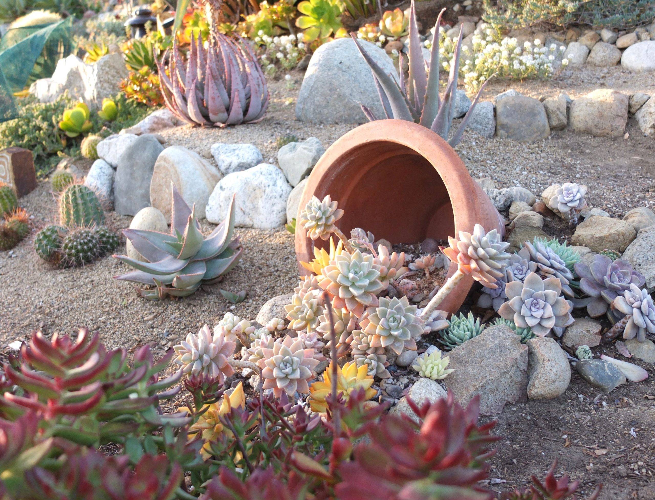 20 Front Yard Succulent Garden Ideas - Enthralling Gumption