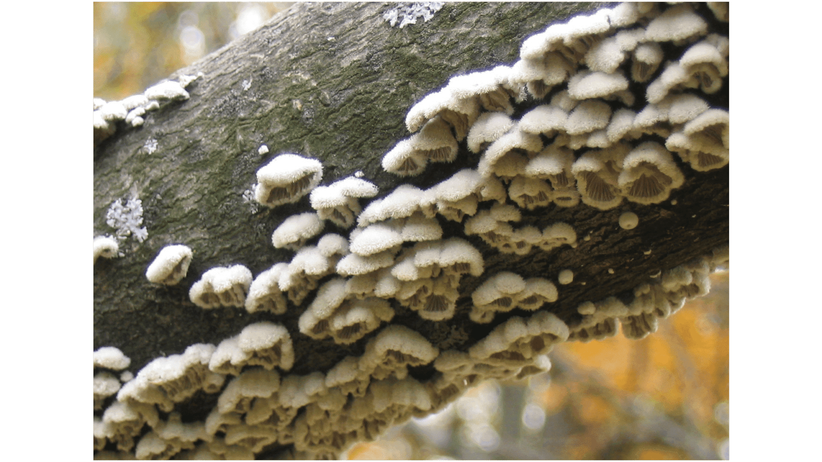What Do Ladybugs Eat and Drink? - Enthralling Gumption