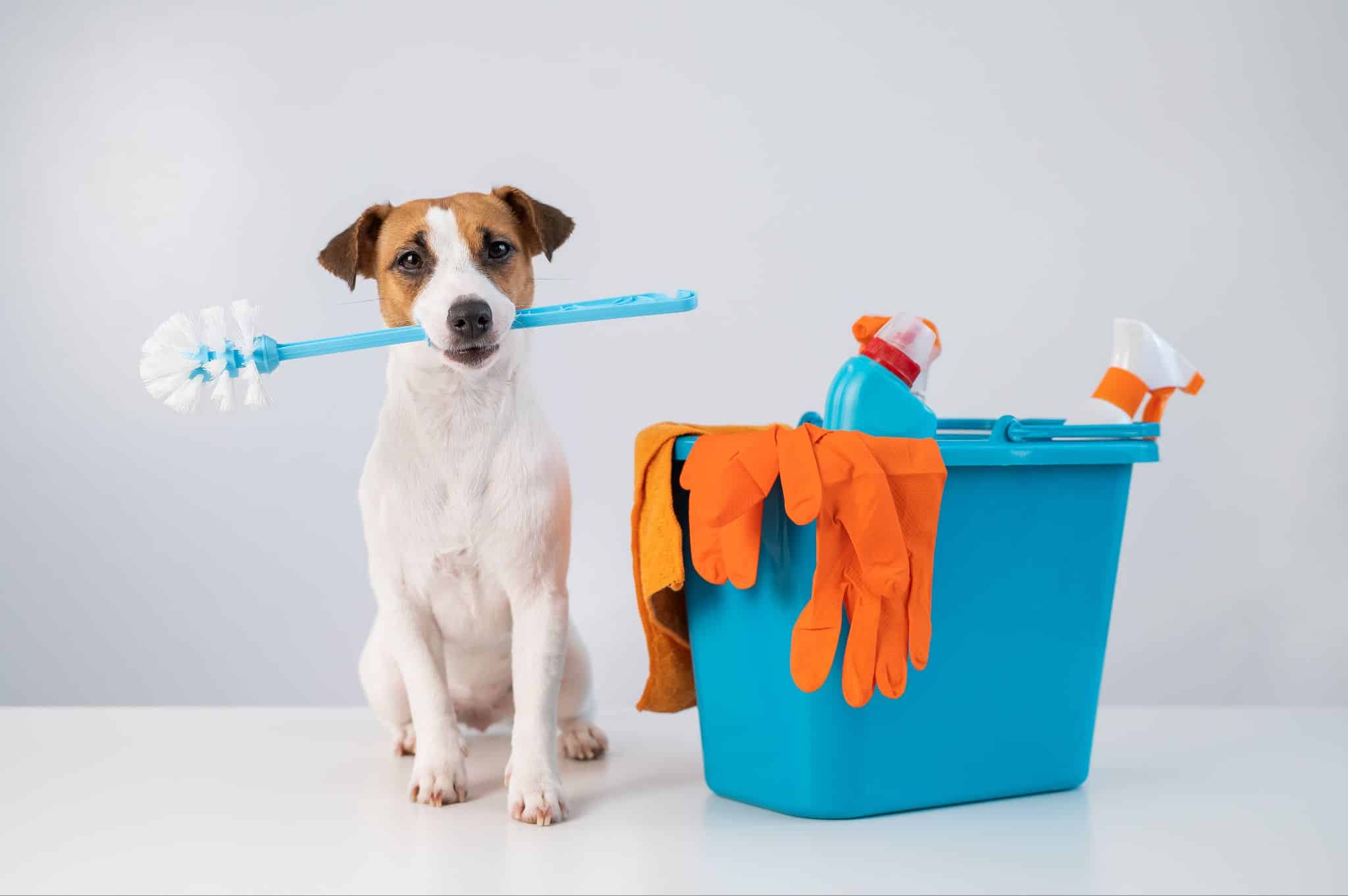 How to Keep Your Home Clean with a Dog - Enthralling Gumption