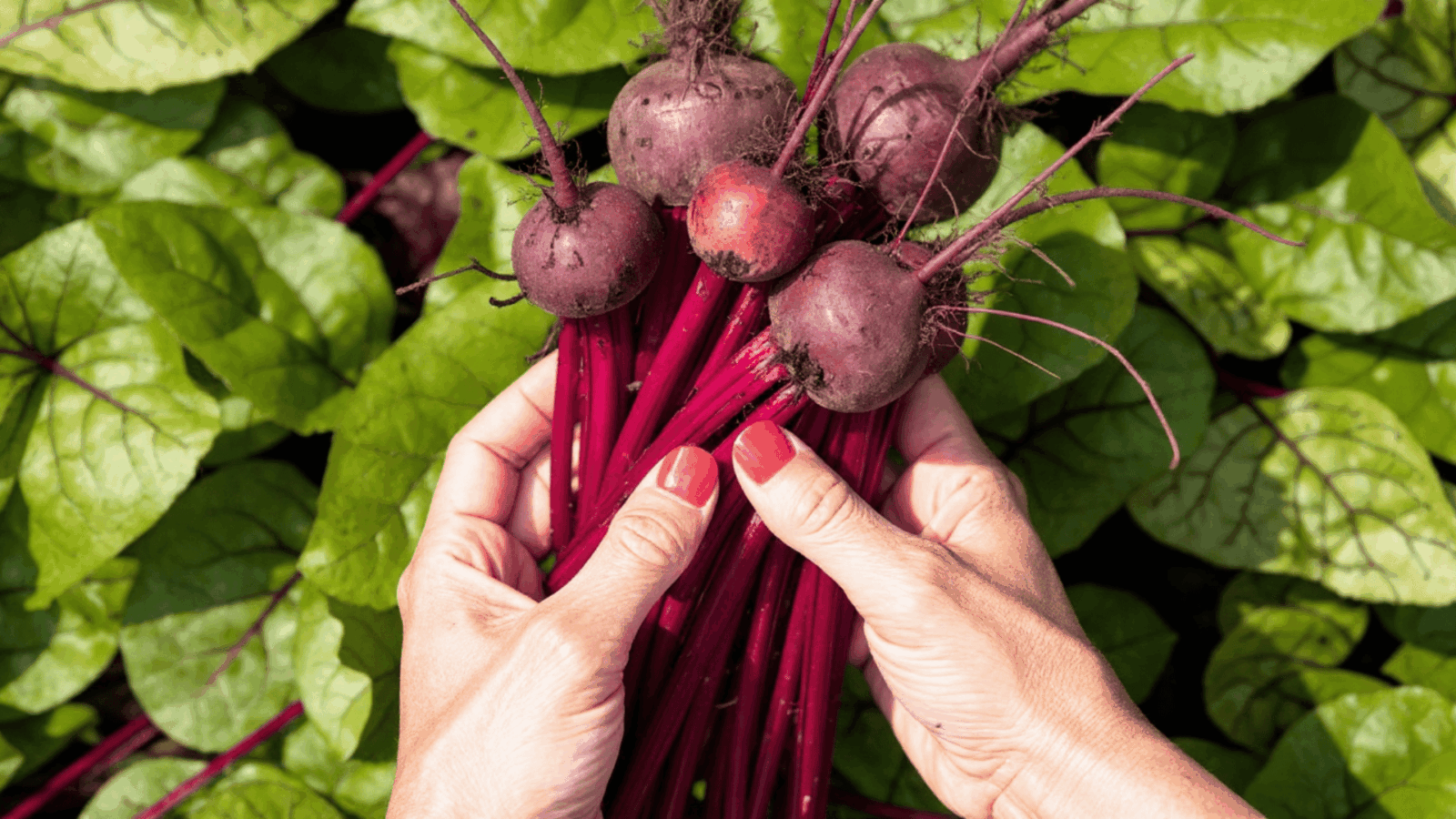How to Grow Beets Successfully From Seed to Harvest - Enthralling Gumption