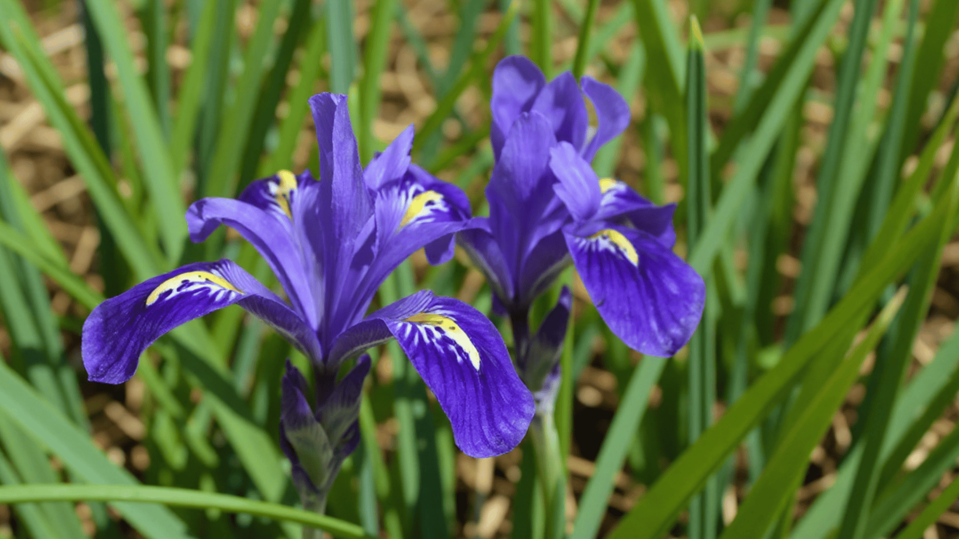 When Do Irises Bloom? What Affects Their Flowering - Enthralling Gumption