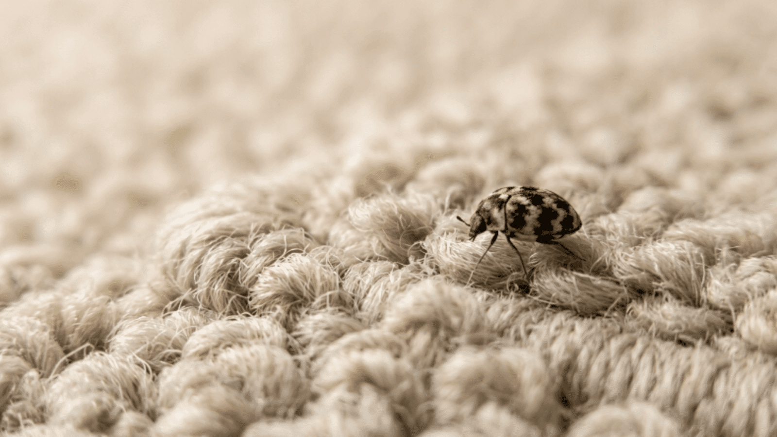 How to Get Rid of Carpet Beetles Fast at Home - Enthralling Gumption